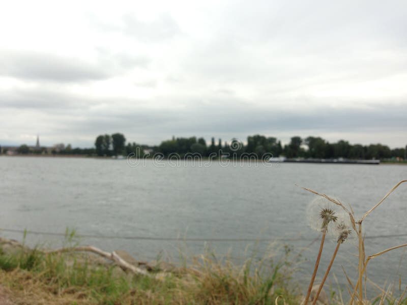 Dandelion at Rhine River, Mainz, Germany Stock Image - Image of cloud ...
