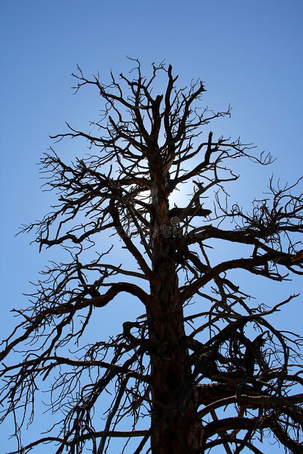 Dead tree in the desert stock photo. Image of branch - 109866174