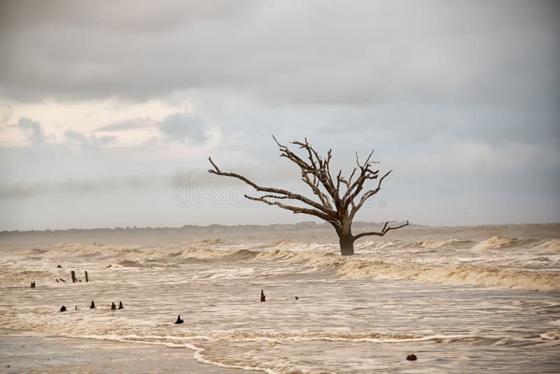 Dead tree in the ocean stock image. Image of snow, ocean - 163794917