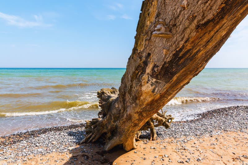 Dead Tree at the Seashore of the Chalk Cliffs of Ruegen, Germany Stock ...