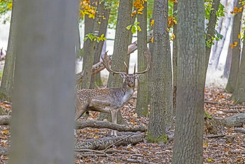 Picture of a Deer with Large Antlers in a German Forest Stock Image ...