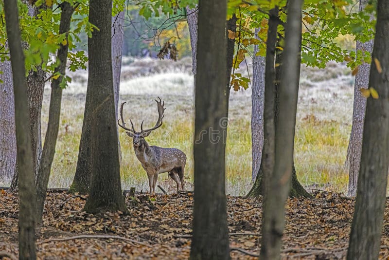 Picture of a Deer with Large Antlers in a German Forest Stock Image ...