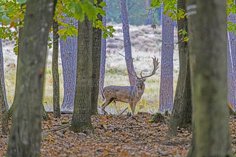 Picture of a Deer with Large Antlers in a German Forest Stock Image ...
