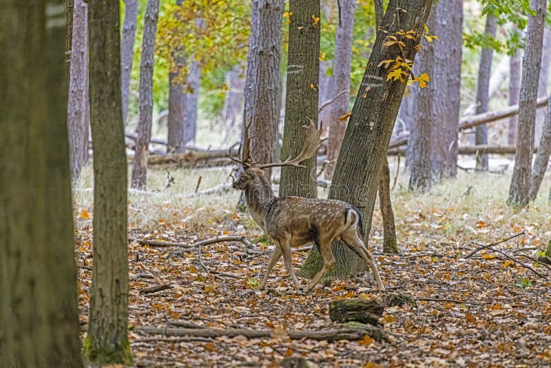 Picture of a Deer with Large Antlers in a German Forest Stock Photo ...