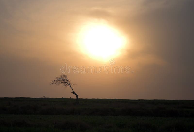 A Single Tree Facing the Sun Stock Image - Image of multiple, weather ...