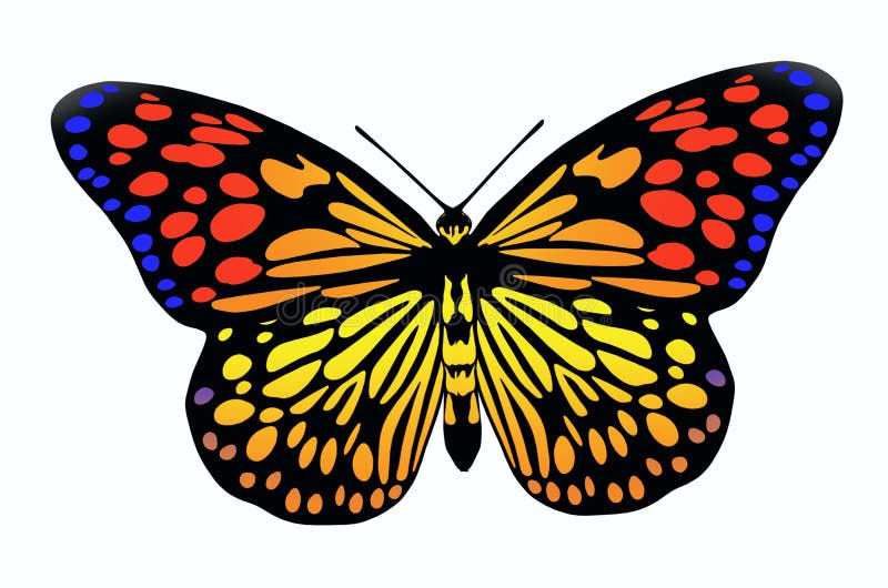 Beautiful Bright Colored Butterfly on White Background Stock ...