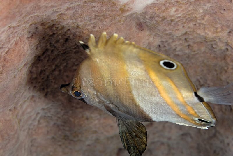 A Picture of a Double Dash Butterfly Fish Stock Photo - Image of ...