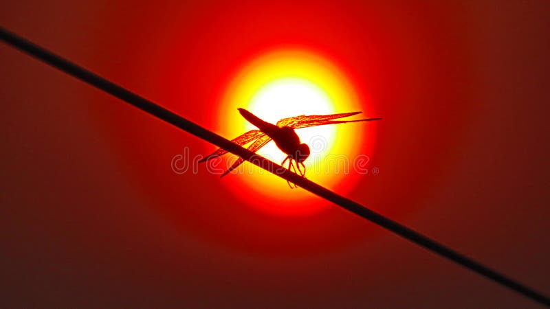 Picture of the Dragonfly with the Setting Sun Behind it. Stock Photo ...