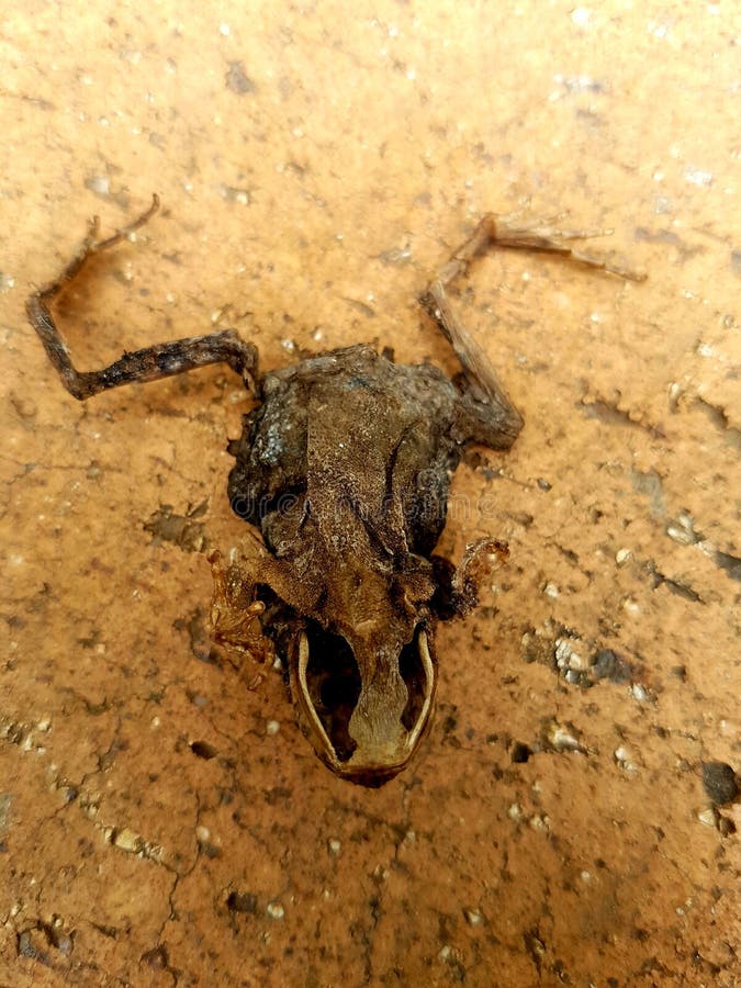 Dead Frog Lie on Wet Swamp Groundgreen Plant Stock Photo - Image of ...