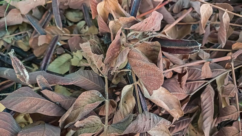 A Picture on Dried Leaf on Forest Floor Stock Image - Image of floor ...