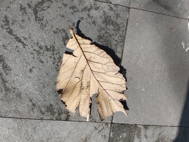 Picture of Dried Leaves Falling To the Ground Stock Photo - Image of ...