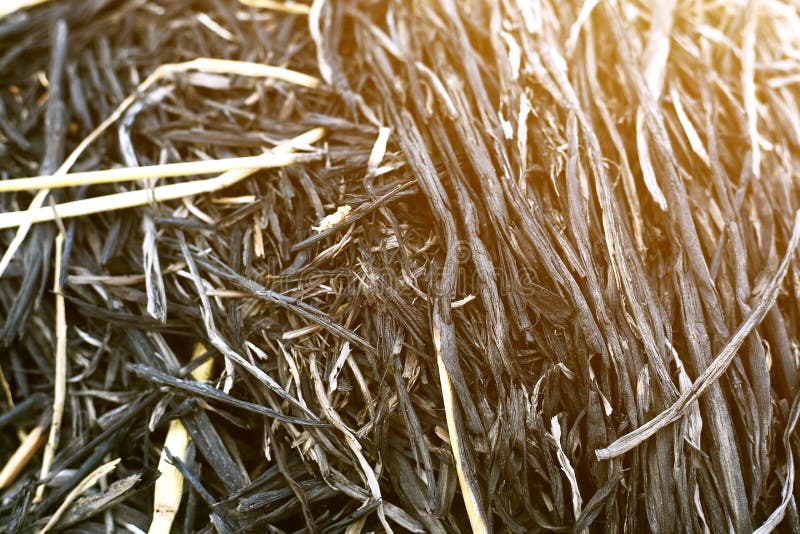 Picture of dry grass pile stock photo. Image of grassland - 137905490