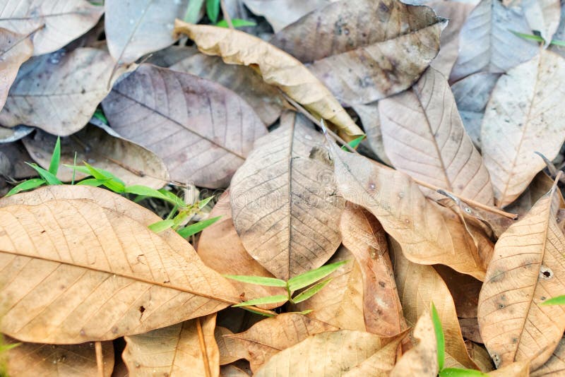 Picture of Dry Leaves on a Stack of Rubber Leaves Stock Photo - Image ...