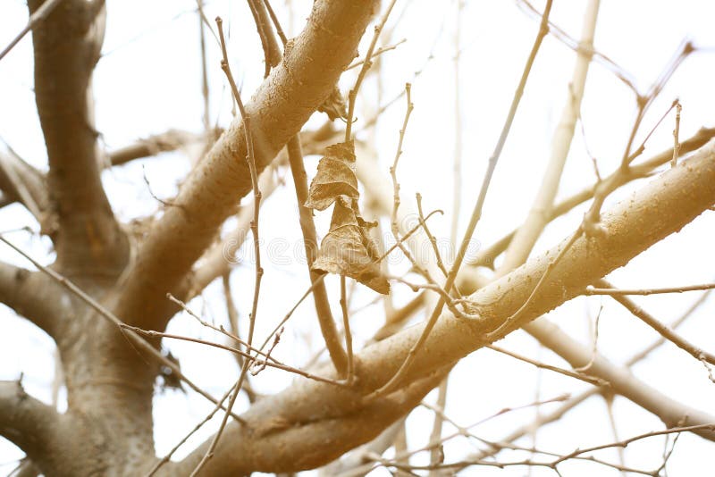 Picture of Dry Tree Branches Stock Photo - Image of natural, dead ...