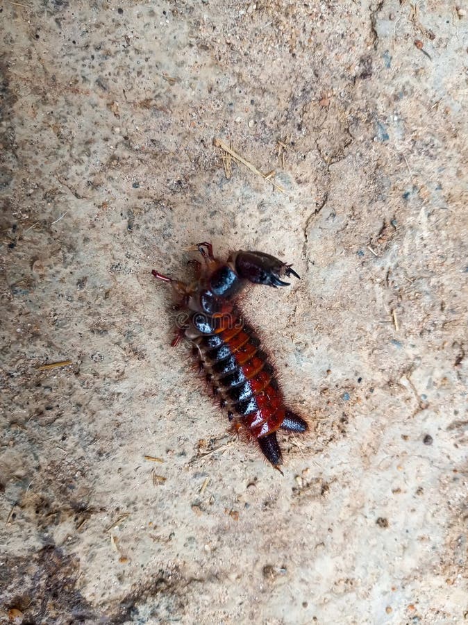 This is the Picture of Earwig Insect. Stock Photo - Image of pest ...