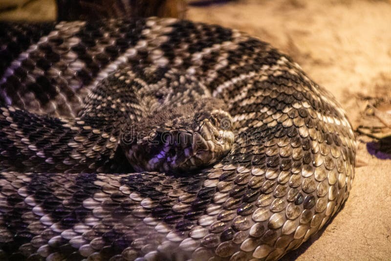 Eastern Diamondback Rattlesnake in Everglades National Park, Florida ...