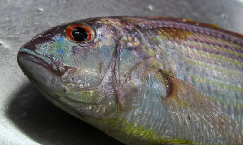 Edible Sea Fish Isolated on White Stock Image - Image of fish, silver ...