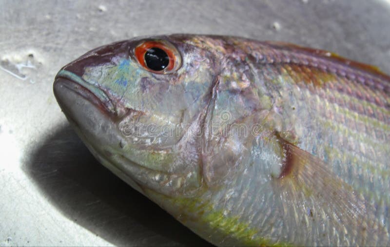 Edible Fish Placed on a Plate Stock Photo - Image of fresh ...