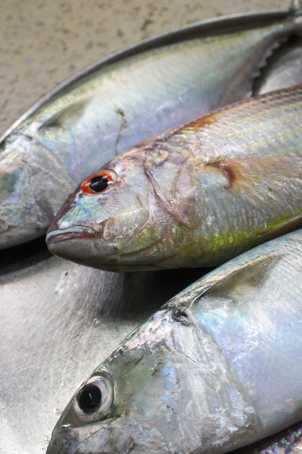 An Edible fish stock photo. Image of black, fresh, preparing - 168463342