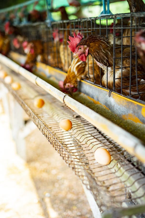 Egg poultry farm with hens stock photo. Image of chicken - 209661236
