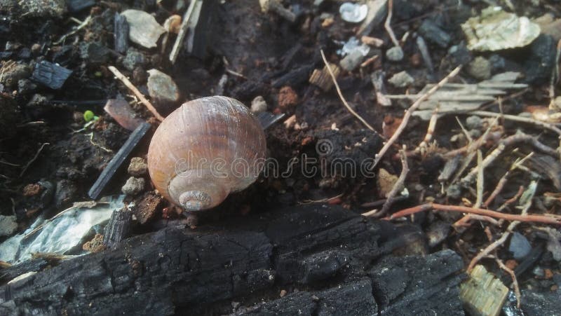A Picture of Empty Shell of River Snail Stock Photo - Image of empty ...