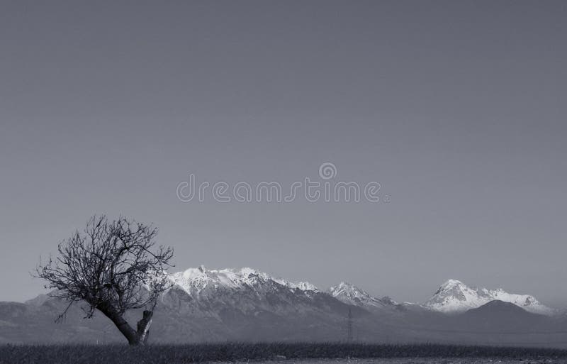 À Picture of an Empty Tree in the Field Stock Photo - Image of field ...