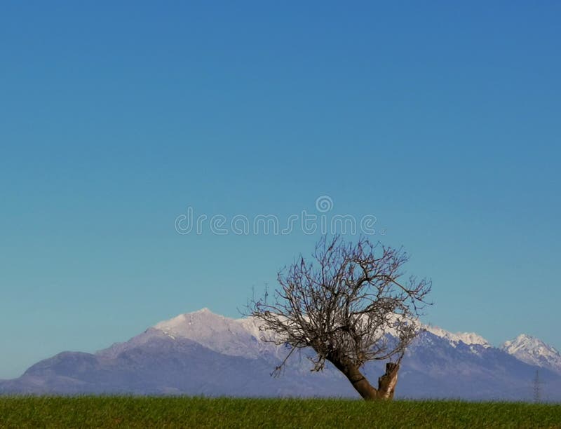 À Picture of an Empty Tree in the Field Stock Photo - Image of mounain ...