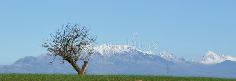 À Picture of an Empty Tree in the Field Stock Photo - Image of mounain ...