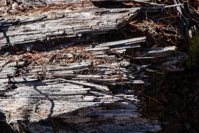 Fallen log stock image. Image of nature, fallen, tree - 137787611