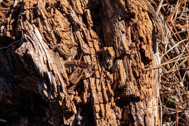 Fallen log stock image. Image of outdoors, brown, trunk - 137787615