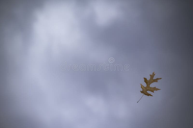Picture of a Falling Life before a Cloudy Sky Stock Photo - Image of ...