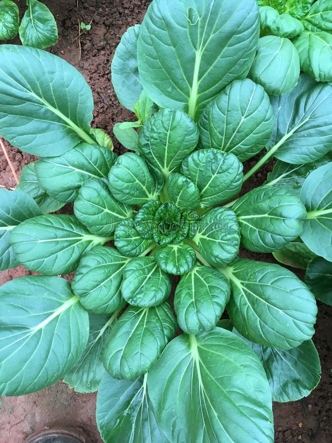 Tatsoi stock image. Image of geng, healthy, food, edible - 61173313