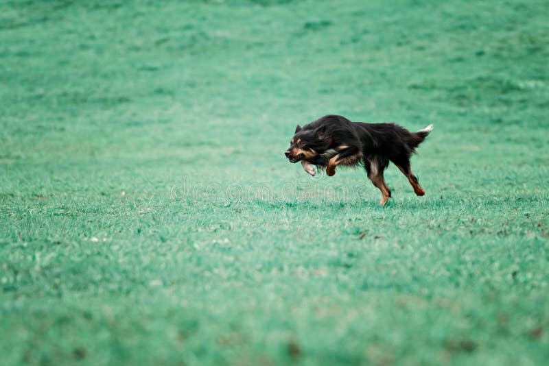 Picture of a Fast Dog Running Stock Photo - Image of agile, canine ...