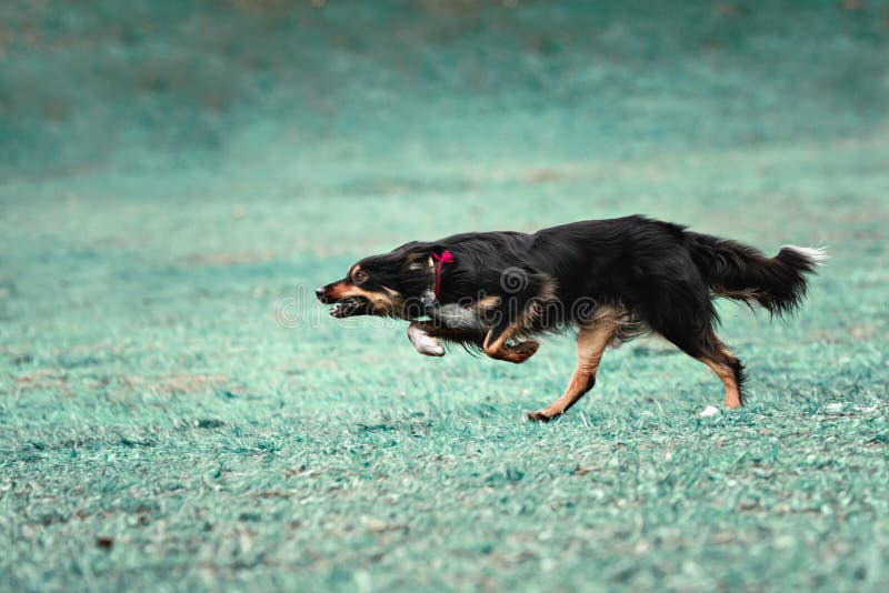Picture of a Fast Dog Running Stock Image - Image of obedient, nose ...