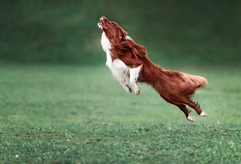 Picture of a Fast Dog Running Stock Photo - Image of intelligent, feet ...