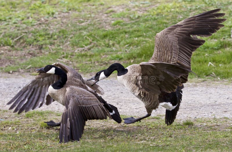 121 Canada Fight Goose Stock Photos - Free & Royalty-Free Stock Photos ...