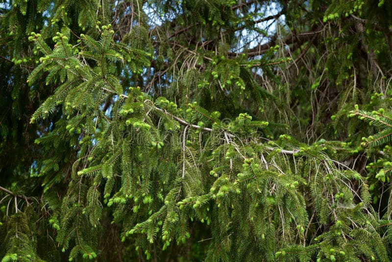 Scenery of Fir Trees in a Clear Forest. Stock Image - Image of needles ...
