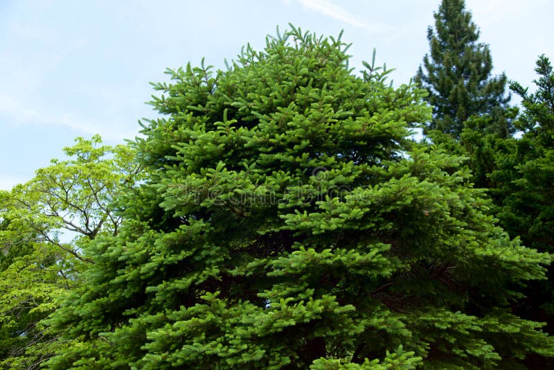 Scenery of Fir Trees in a Clear Forest. Stock Photo - Image of ...