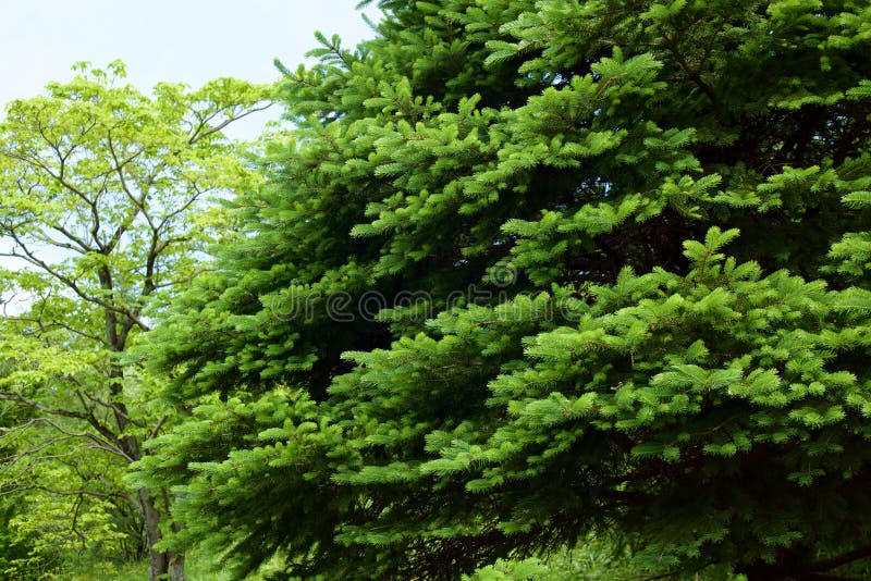 Scenery of Fir Trees in a Clear Forest. Stock Photo - Image of blue ...