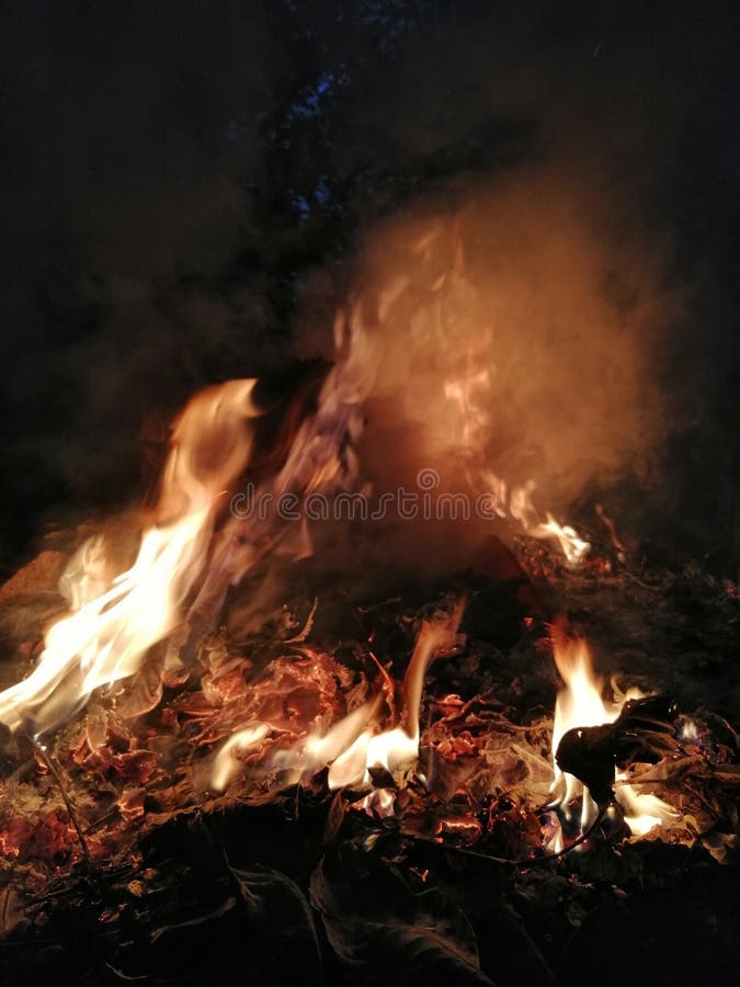 Fire in nature stock photo. Image of nature, forest - 159936690