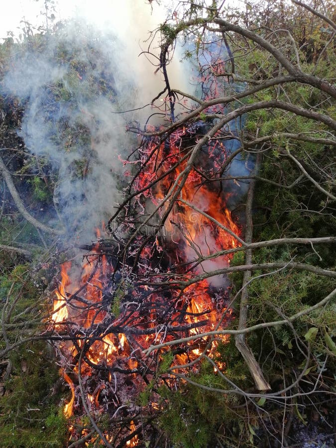 Fire in nature stock photo. Image of blue, nature, fire - 162159922