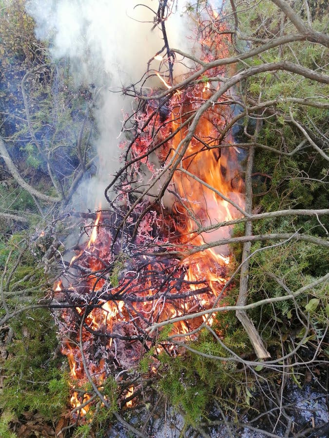 Fire in nature stock image. Image of land, forest, nature - 162159935