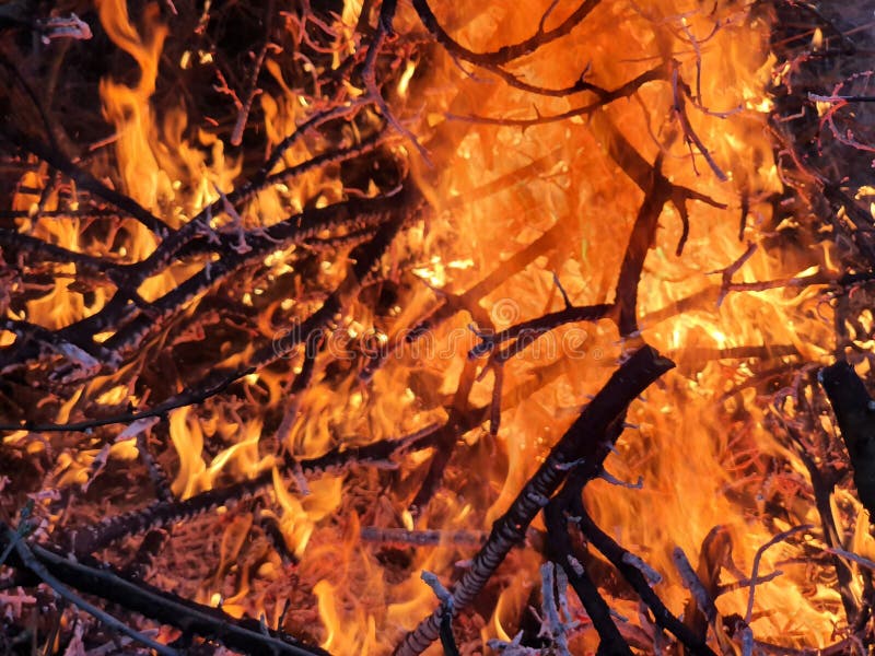 Fire in wood burning tree stock photo. Image of campfire - 279939412
