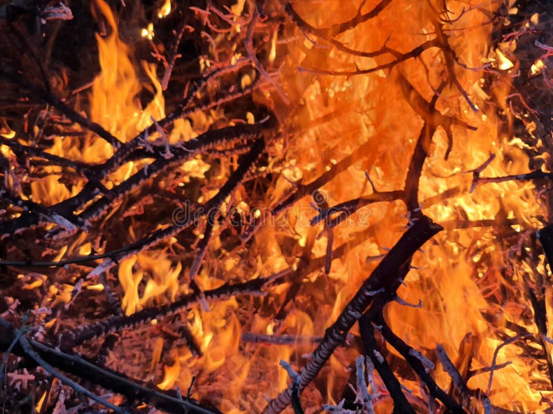 Fire in wood burning tree stock photo. Image of sunlight - 279939442