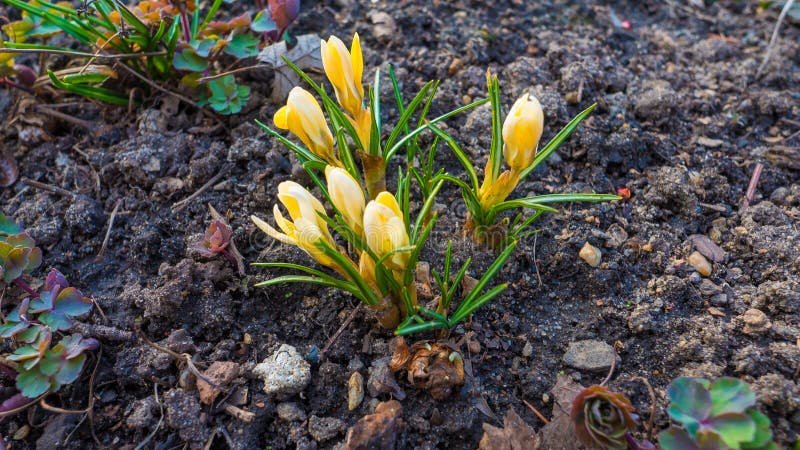 Picture of First Flowers in Spring. Stock Image - Image of birth ...