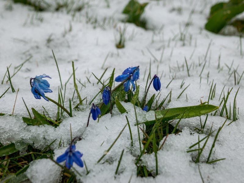 Picture with the First Spring Flowers in the Snow Stock Image - Image ...