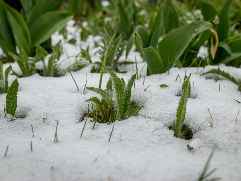 Picture with the First Spring Flowers in the Snow Stock Image - Image ...