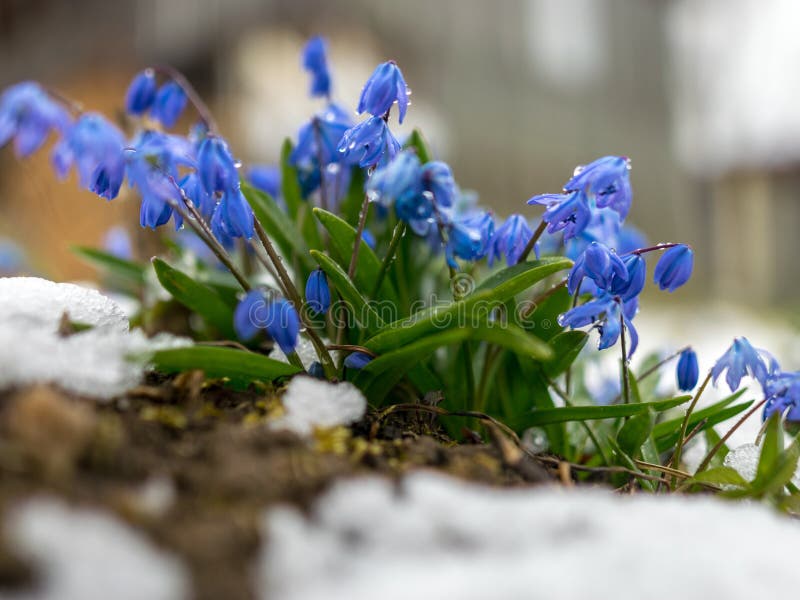 Picture with the First Spring Flowers in the Snow Stock Image - Image ...