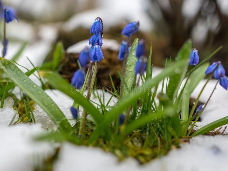 Picture with the First Spring Flowers in the Snow Stock Photo - Image ...