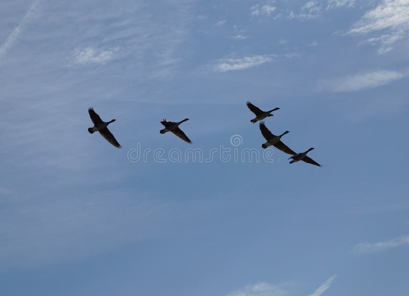 Geese in flight stock image. Image of wildlife, canadian - 102492635